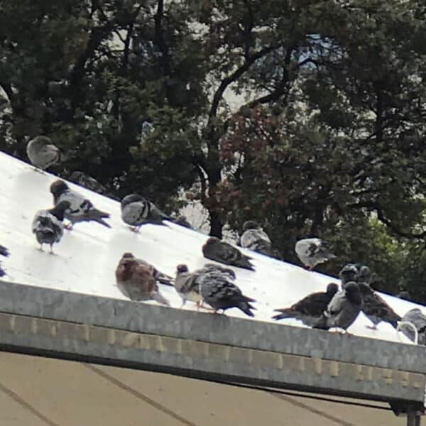 Bird & Pigeon Control Adelaide | Humane & Same-Day Service